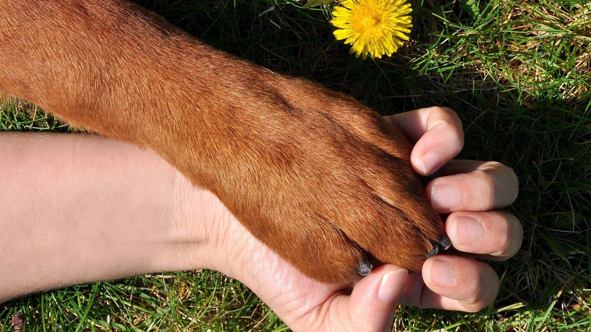 Veterinary Certification FAQs | IAAHPC