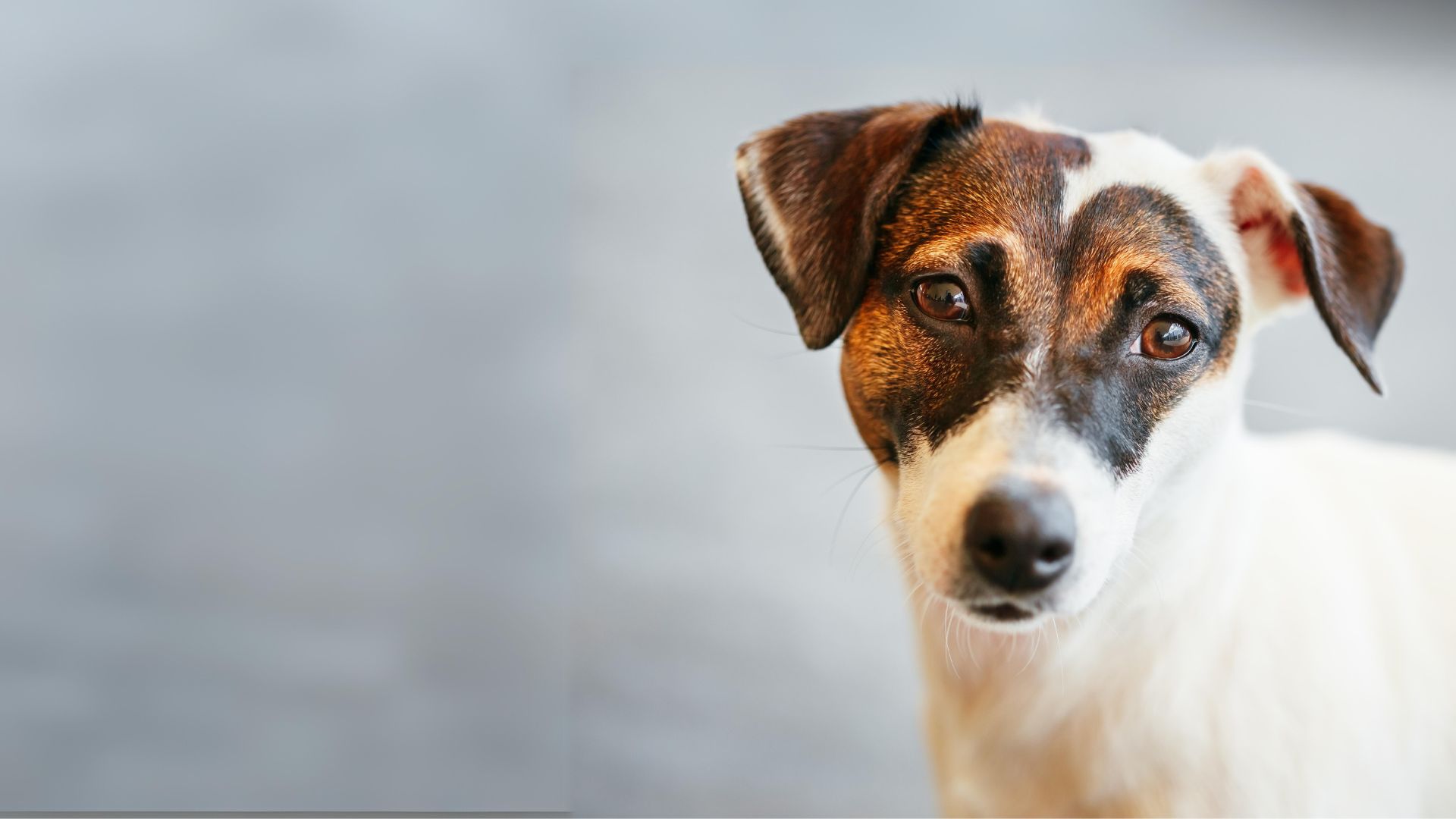 International Support | IAAHPC