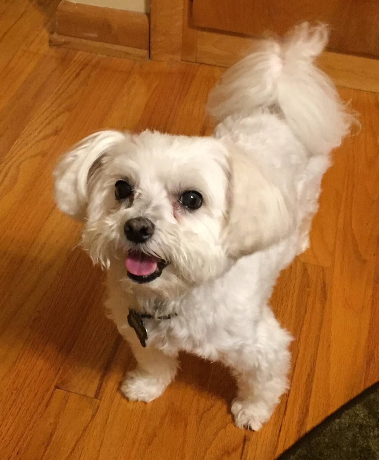 Miles Davis | IAAHPC