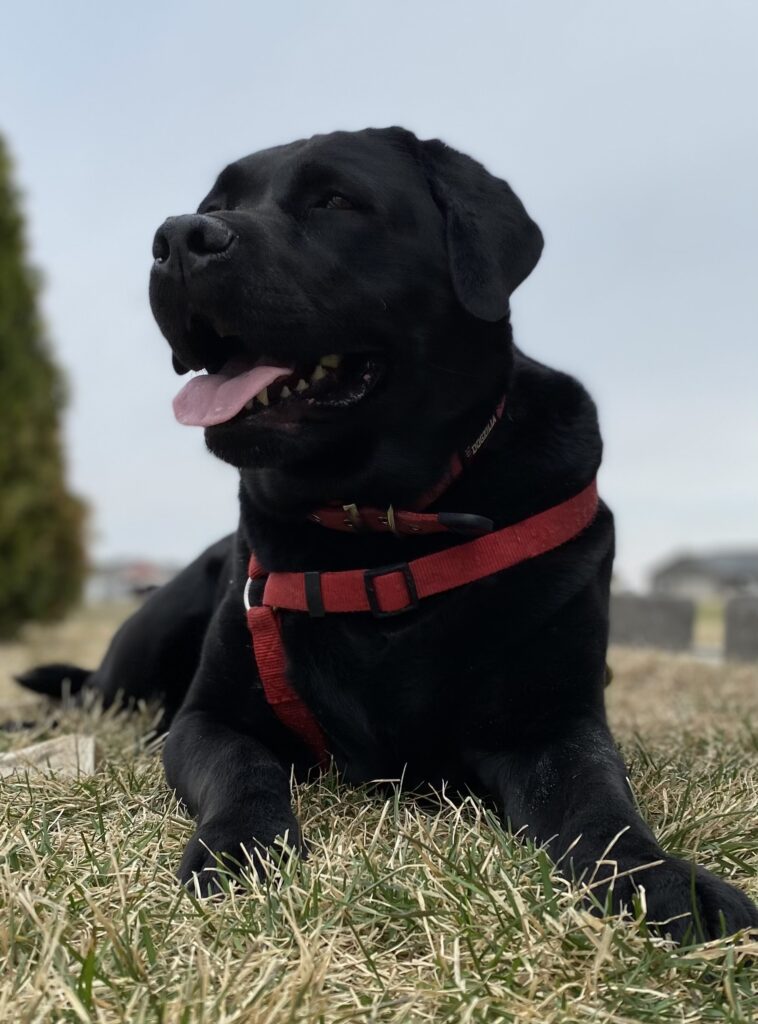 Lincoln Burrows | IAAHPC