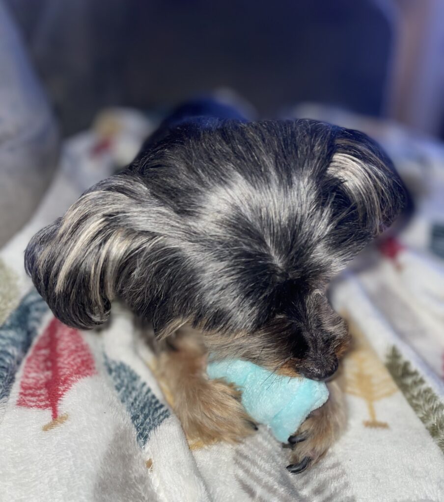 Bella Perez | IAAHPC