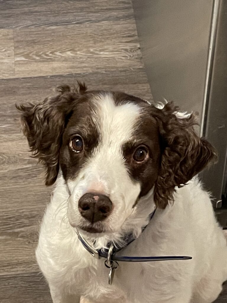 Tripper AKA Skippy | IAAHPC